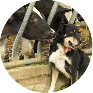 Van Allen Insurance - Van Allen Insurance Inc.